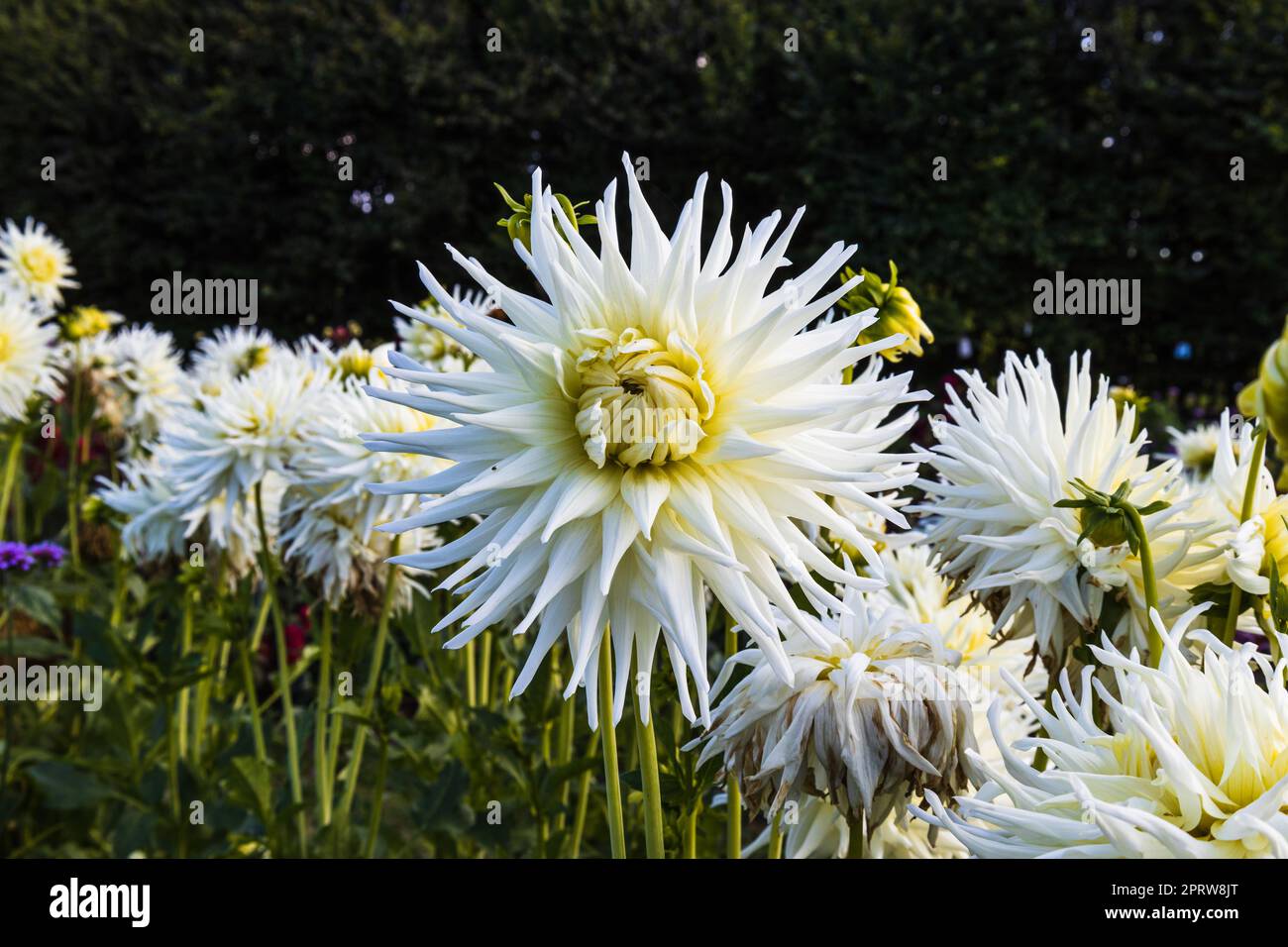 Dahlia - Hy Debut flowers bloom in the city park garden Stock Photo - Alamy