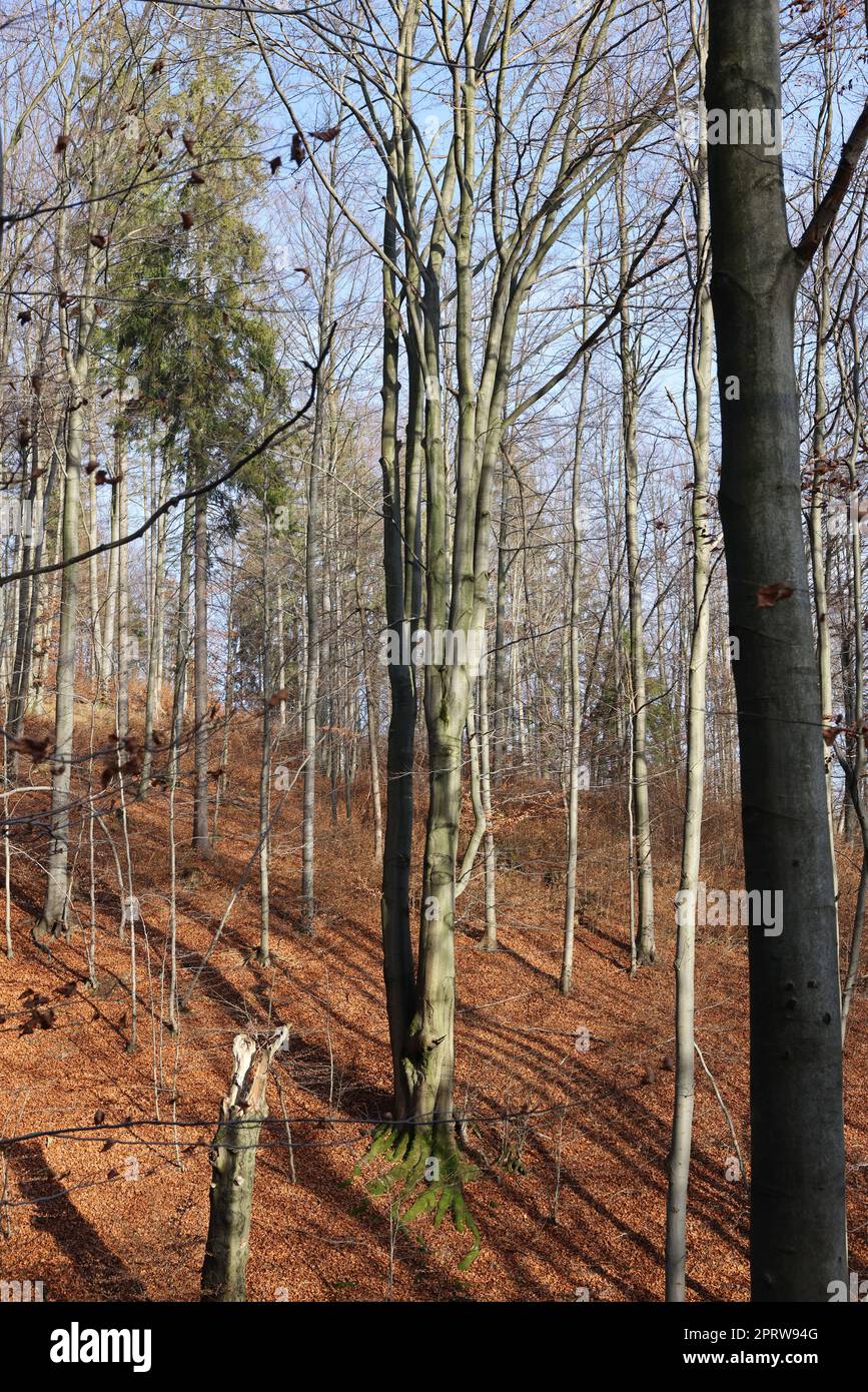 silver-beech tree trunks against the dry leaves Stock Photo - Alamy