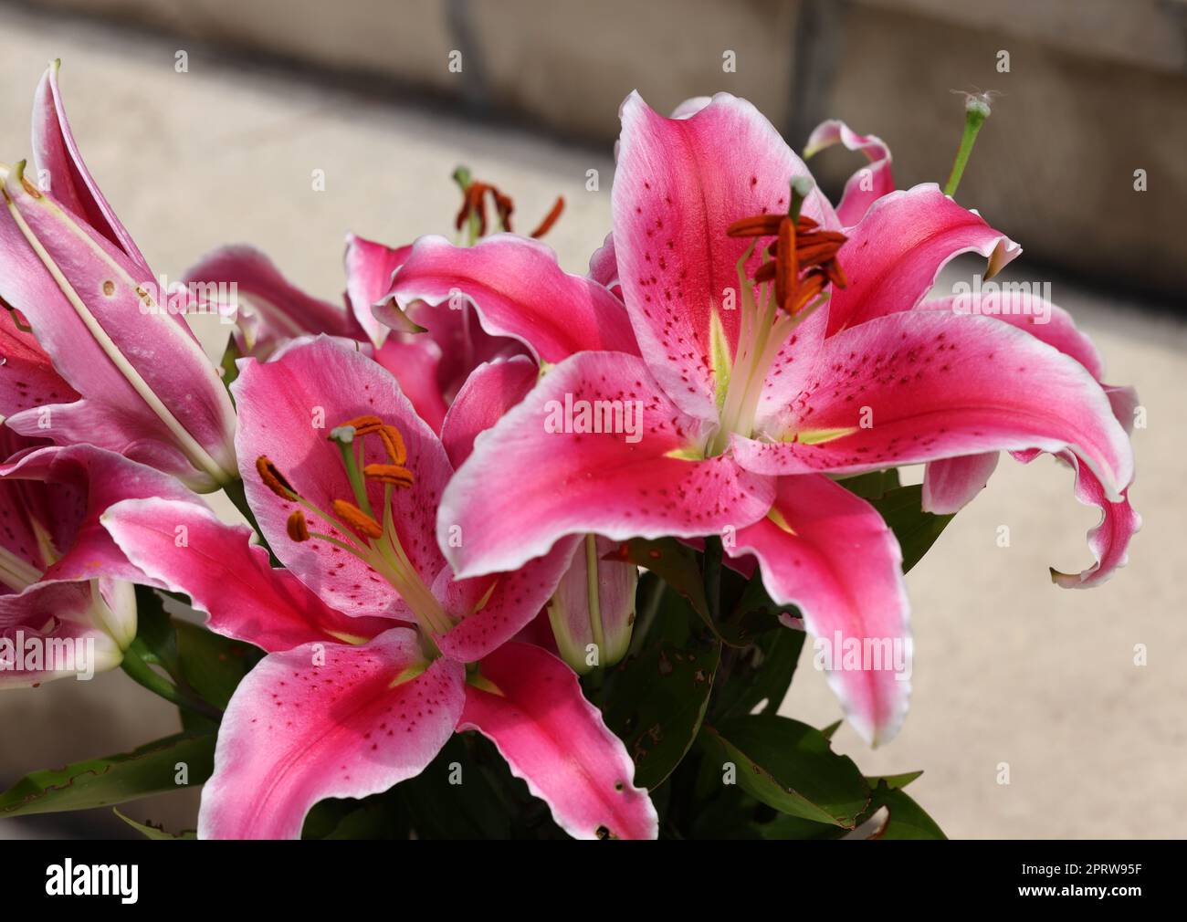 Red lily in the summer garden. Close-up of lily flowers Stock Photo - Alamy