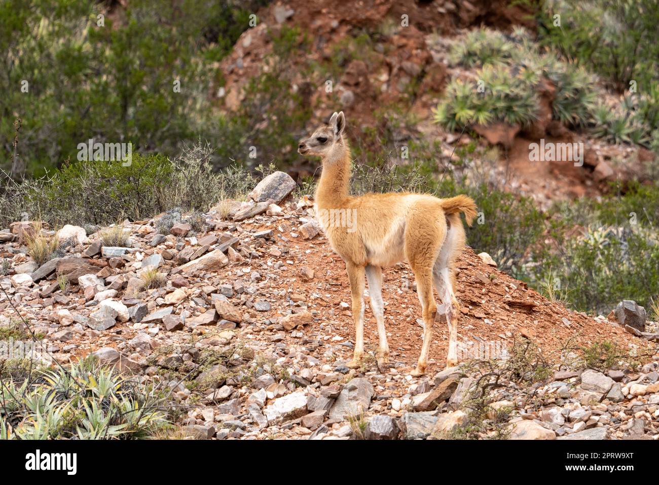 A chulengo or young guanaco, Lama guanicoe, in Sierra de Las Quijadas ...