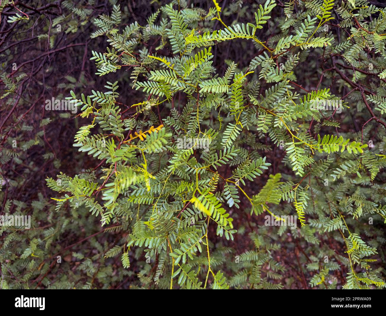 Aka pus pus hi-res stock photography and images - Alamy