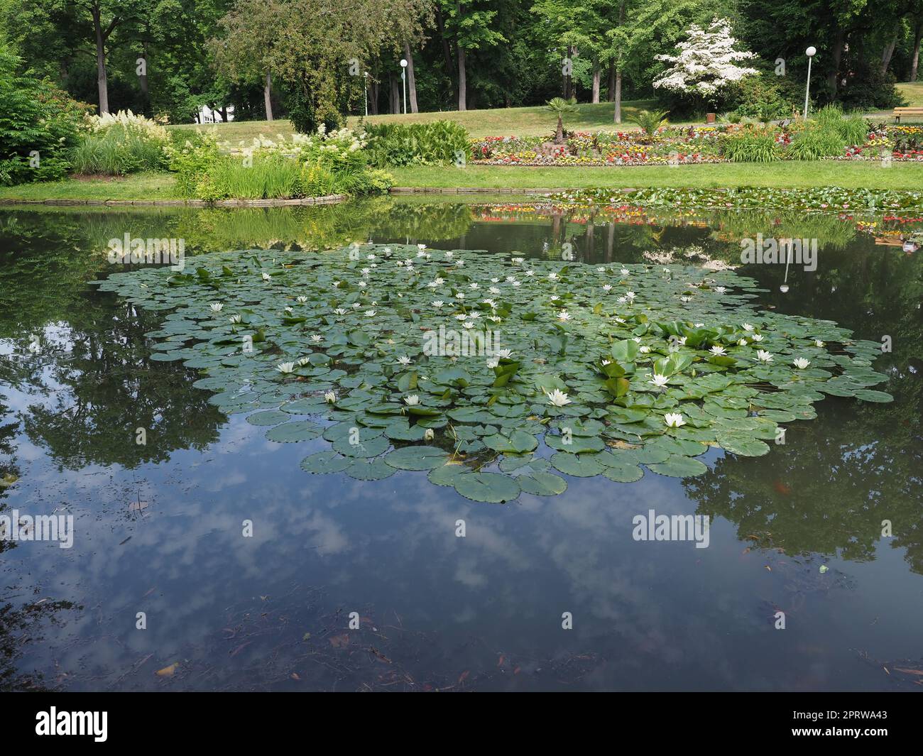 water lily plant scientific name Nymphaea in a pond of water Stock ...