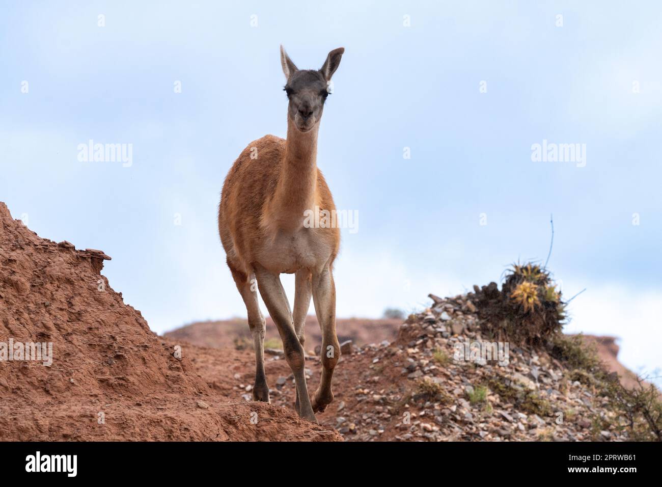 A guanaco, Lama guanicoe, in Sierra de Las Quijadas National Park ...