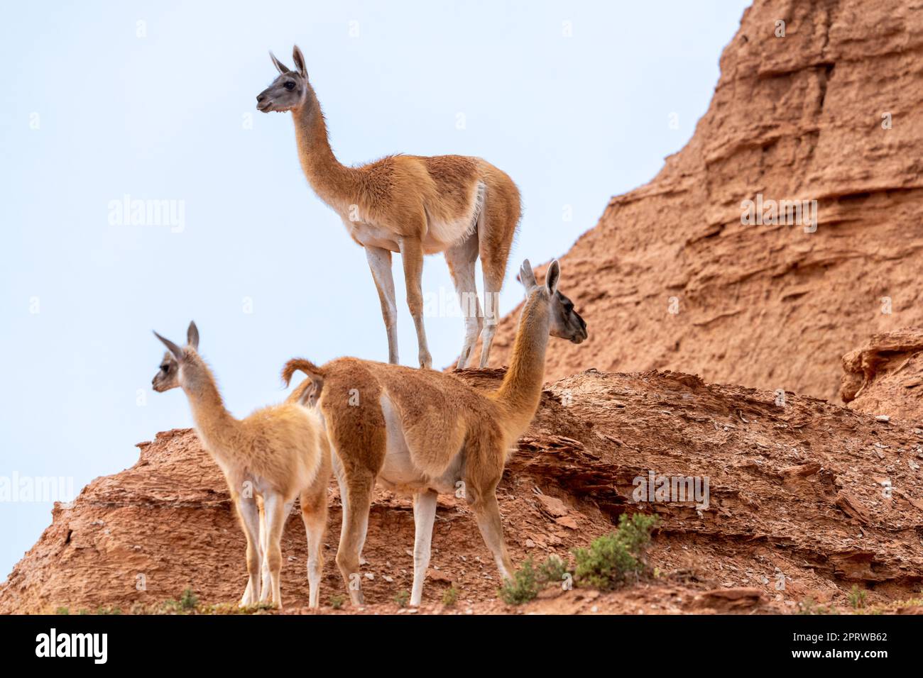 A small herd of guanacos, Lama guanicoe, in Sierra de Las Quijadas ...
