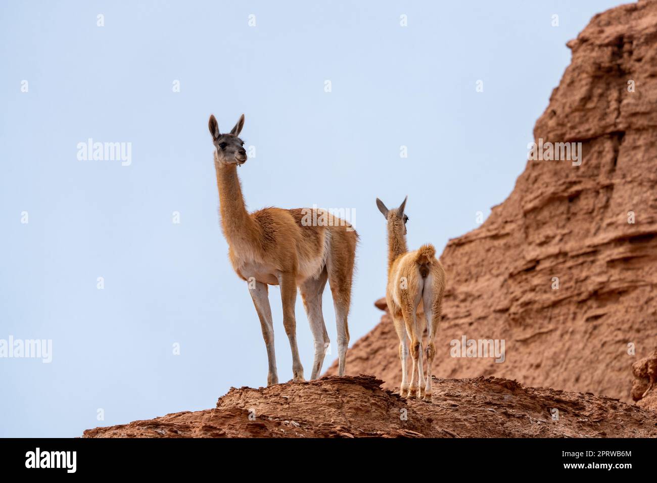 A chulengo or young guanaco, Lama guanicoe, with an adult in Sierra de ...