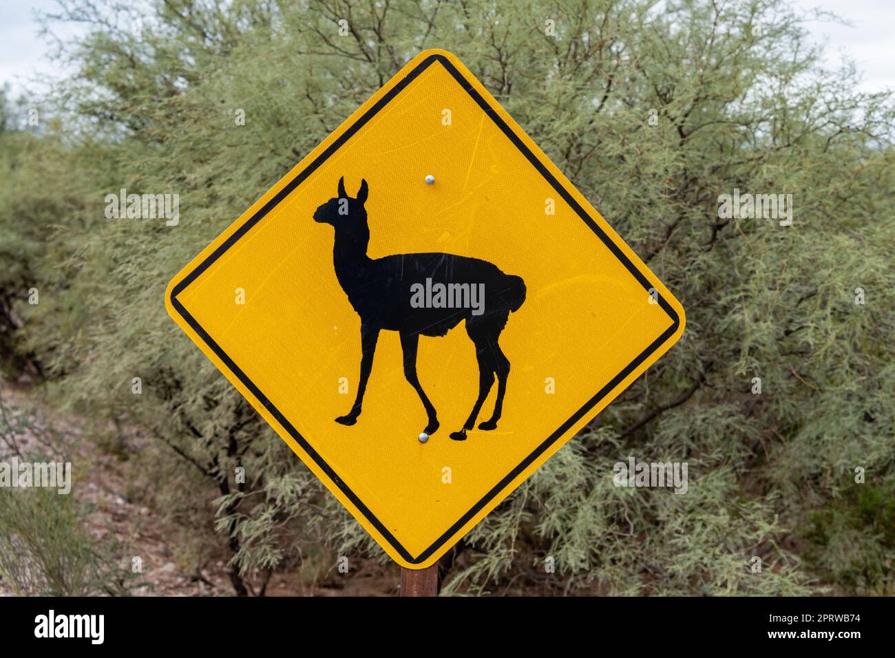A road-side caution sign for guanacos on the road in Sierra de Las ...