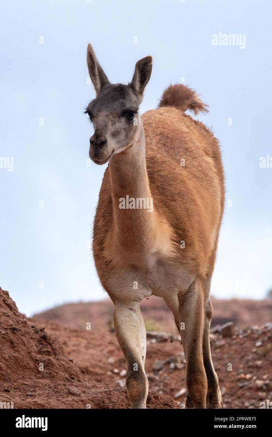 A guanaco, Lama guanicoe, in Sierra de Las Quijadas National Park ...