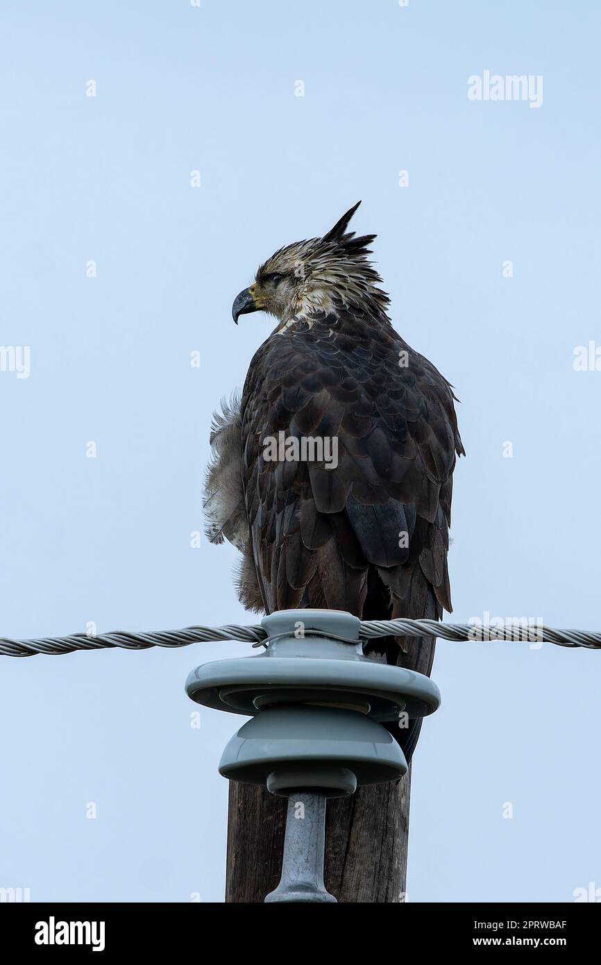 An immature Chaco Eagle, Buteogallus coronatus, perched on a powerline ...