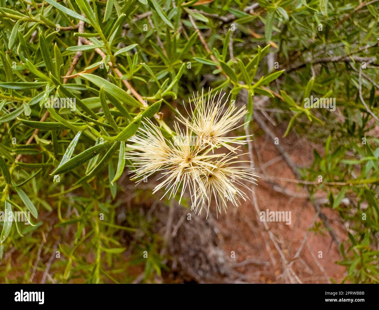 Flowers of the Palo Azul, Cyclolepis genistoides, in Sierra de Las ...
