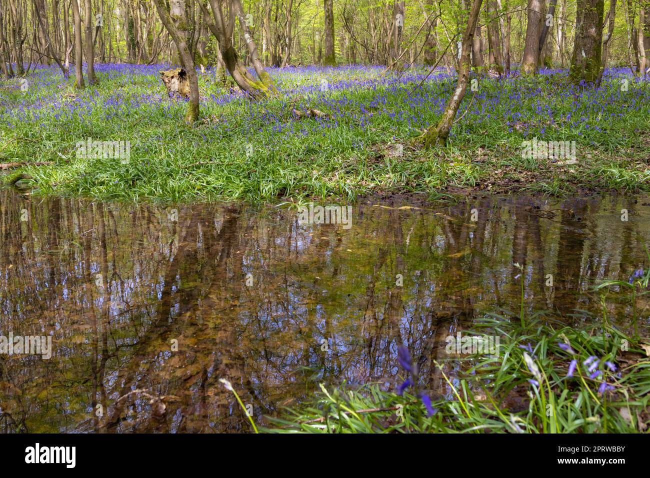 Woodchurch, Kent, UK. 27th Apr, 2023. UK Weather: Bluebells scattered ...