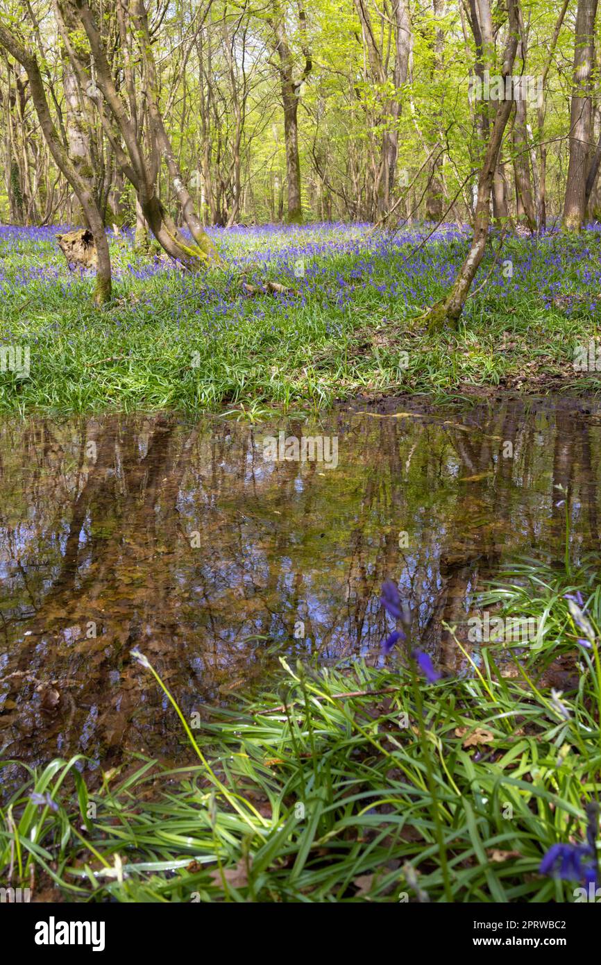 Woodchurch, Kent, UK. 27th Apr, 2023. UK Weather: Bluebells scattered ...
