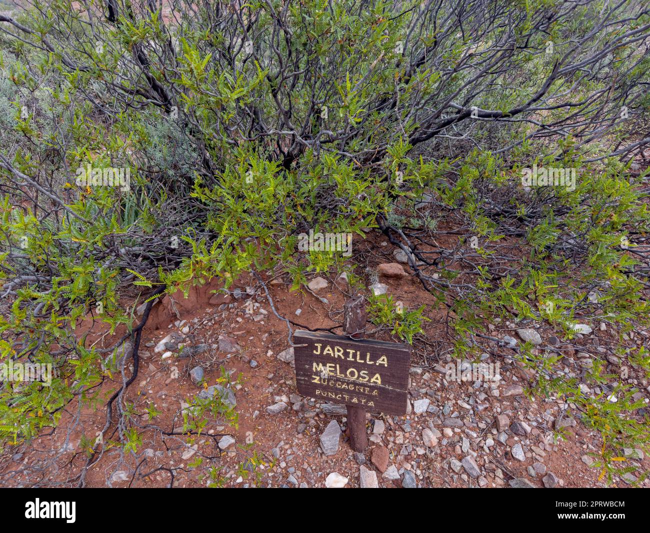 Jarilla Melosa, Zuccagnia punctata, a desert shrub in Sierra de Las ...