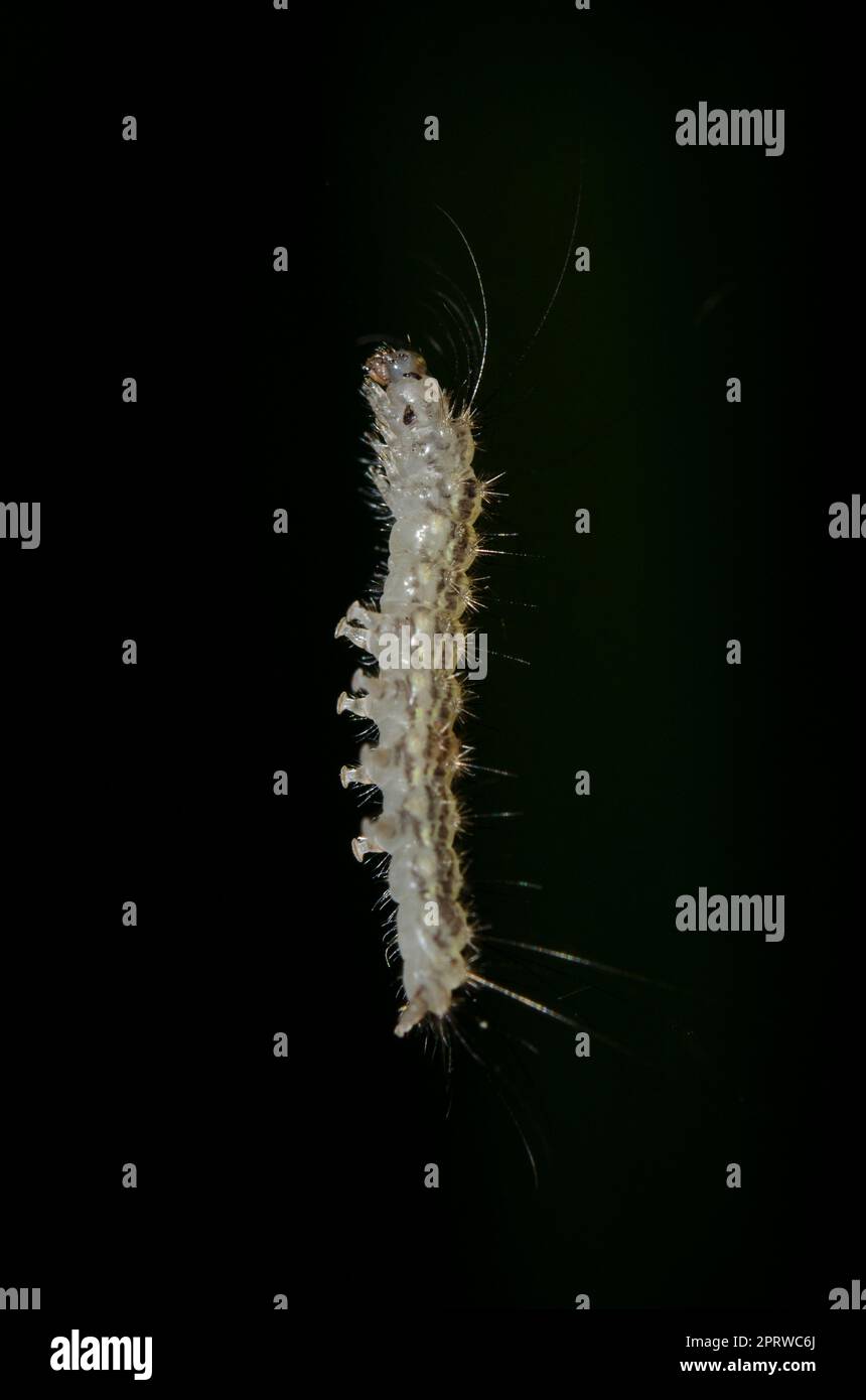 Caterpillar, Lepidoptera Order, hanging from silk thread showing ...