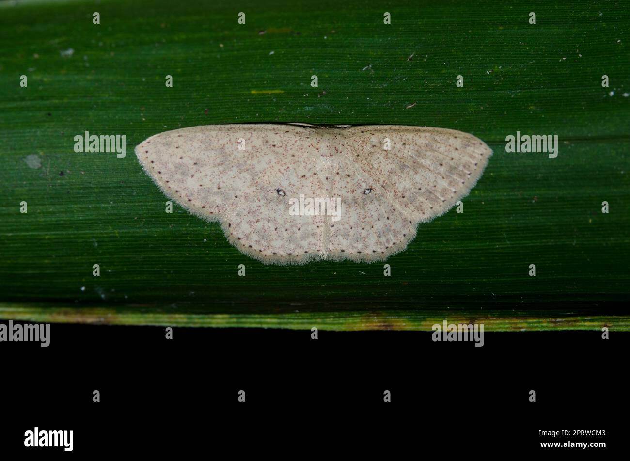 Scopula sp hi-res stock photography and images - Alamy