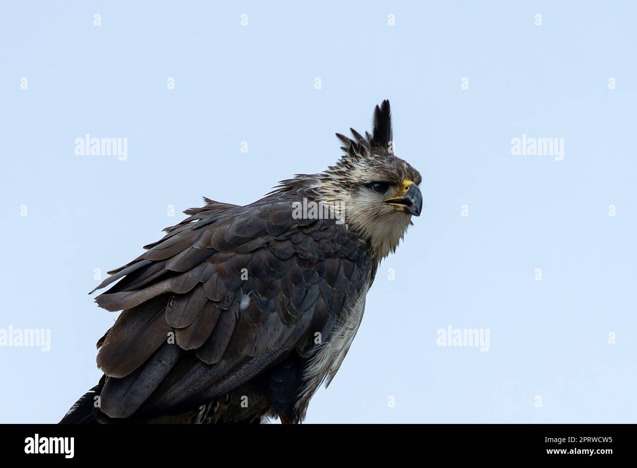 Aka crowned solitary eagle hi-res stock photography and images - Alamy