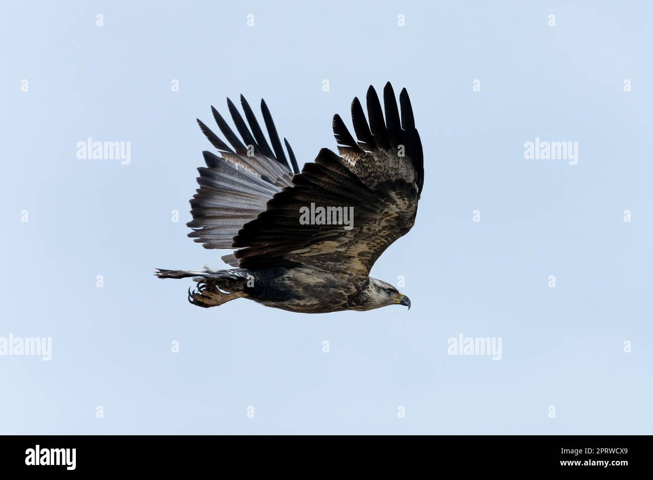 An immature Chaco Eagle, Buteogallus coronatus, in flight in Mendoza ...