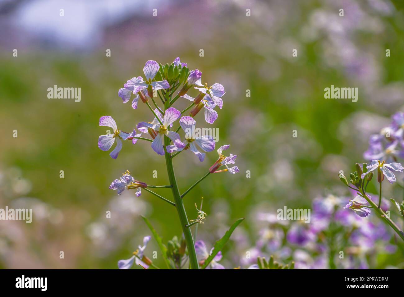 Spring flower garden. Shooting Location: Tokyo metropolitan area Stock ...
