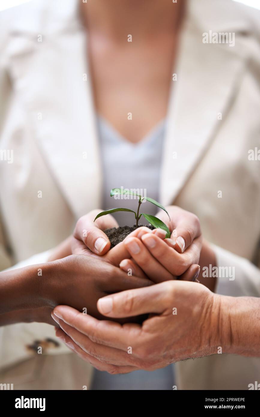 Nurturing growth in business. a hands holding a budding plant Stock ...