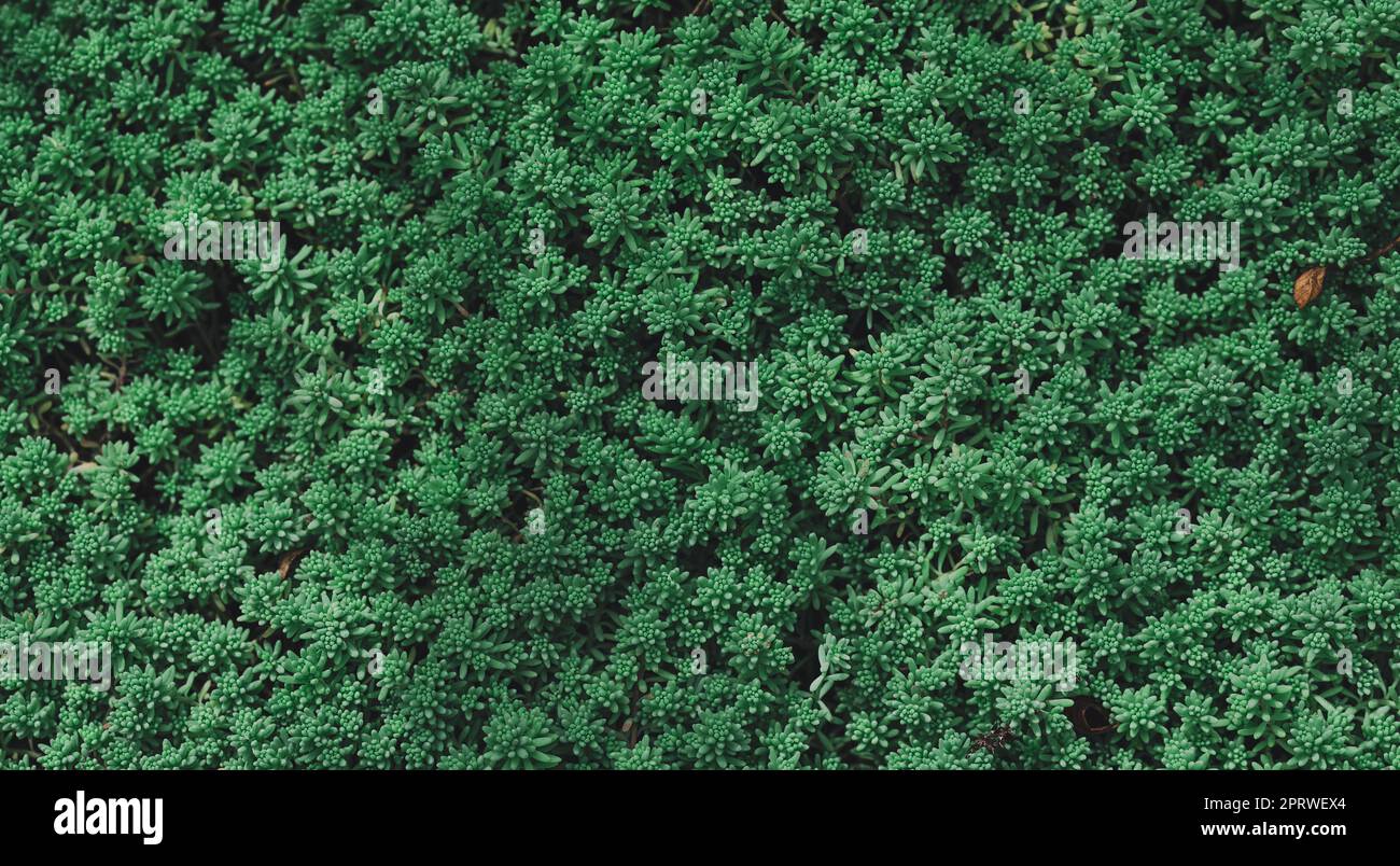 Green grass Sedum spanisco, succulent top view Stock Photo - Alamy