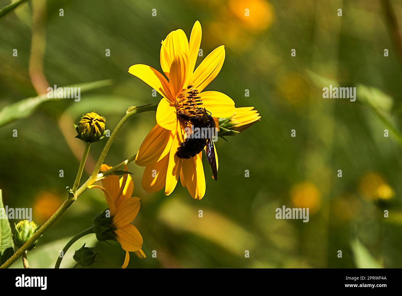 Large bee pollinating on a yellow daisy Stock Photo - Alamy