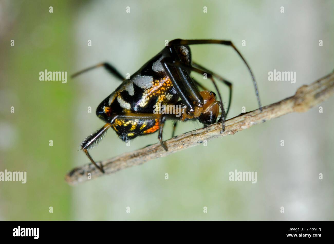 Pear-Shaped Leucauge Spider, Opadometa fastigata, Klungkung, Bali ...