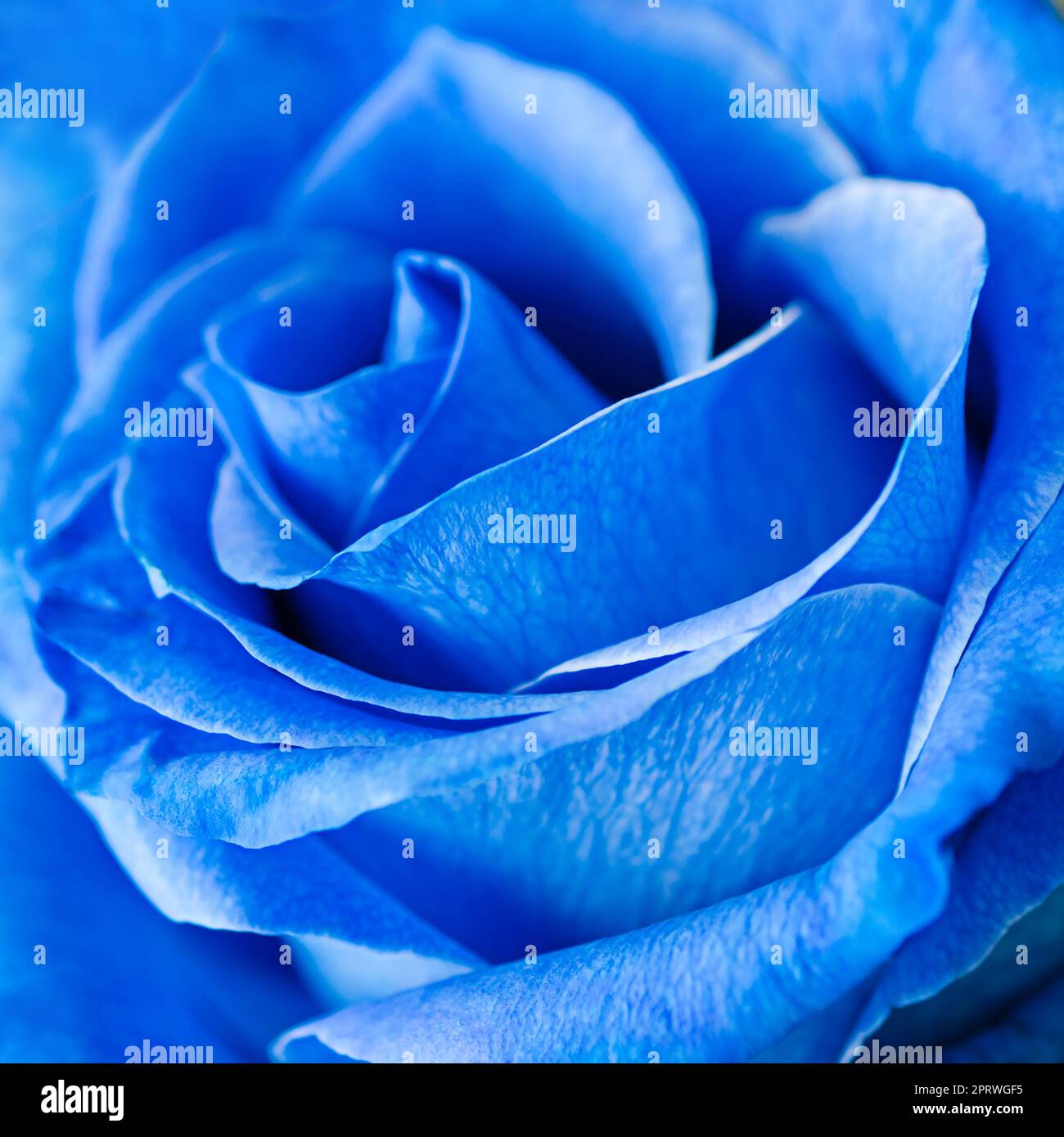 Blue rose background hi-res stock photography and images - Alamy