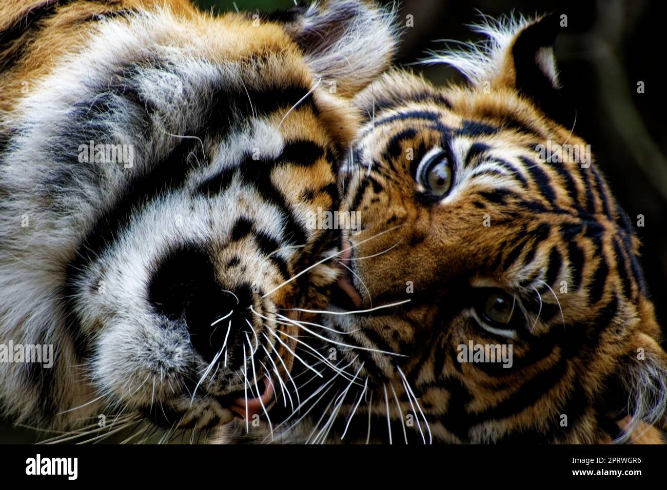 Tiger bamboo hi-res stock photography and images - Alamy