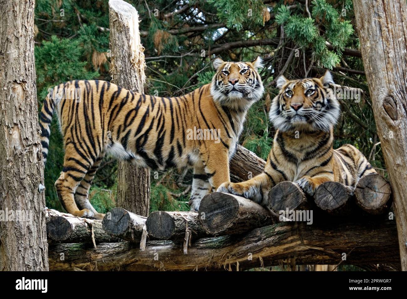 Tiger bamboo hi-res stock photography and images - Alamy