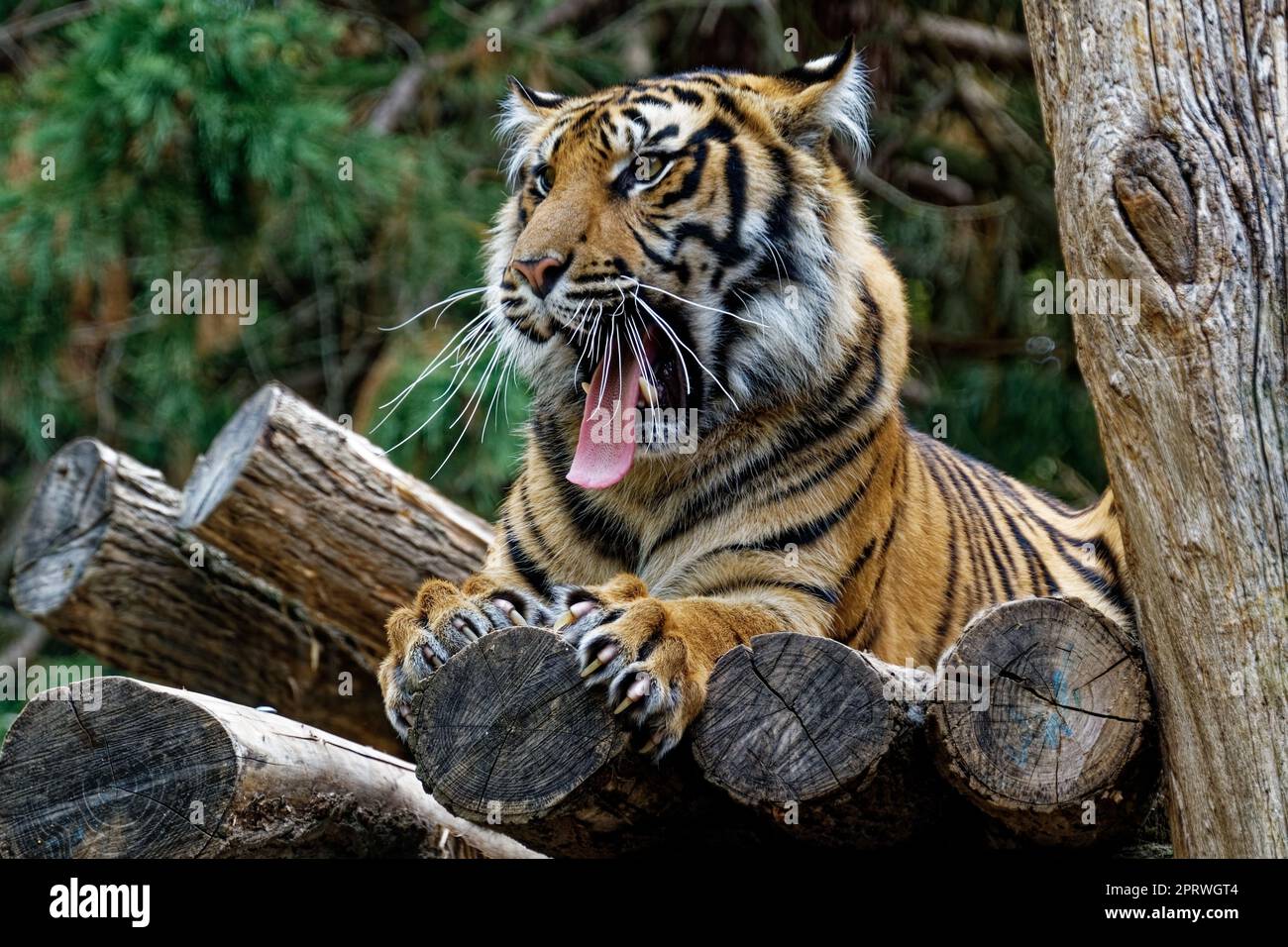 Tiger bamboo hi-res stock photography and images - Alamy