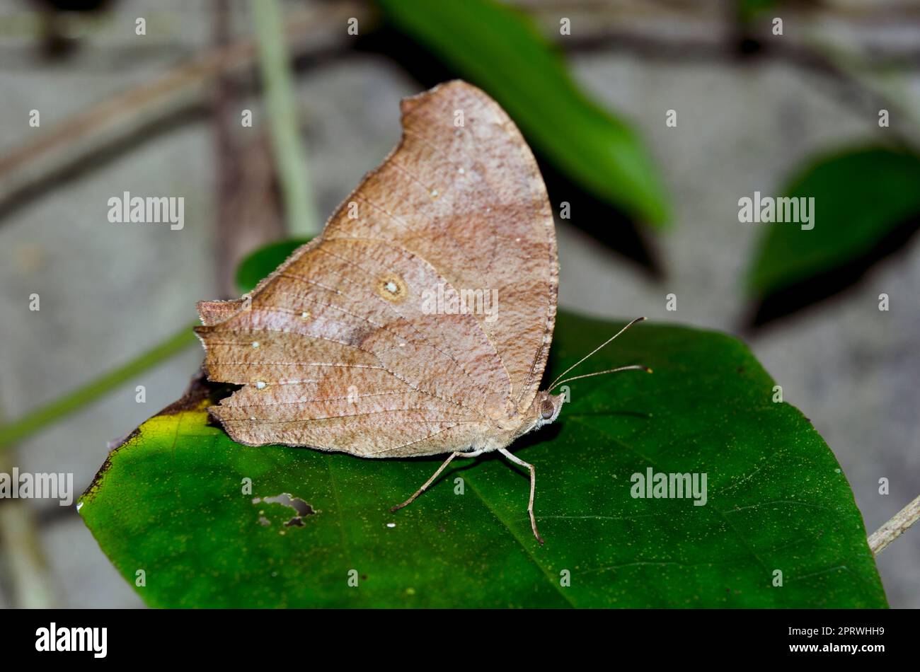 Dry season form of Common Evening Brown Butterfly, Melanitis leda, on ...