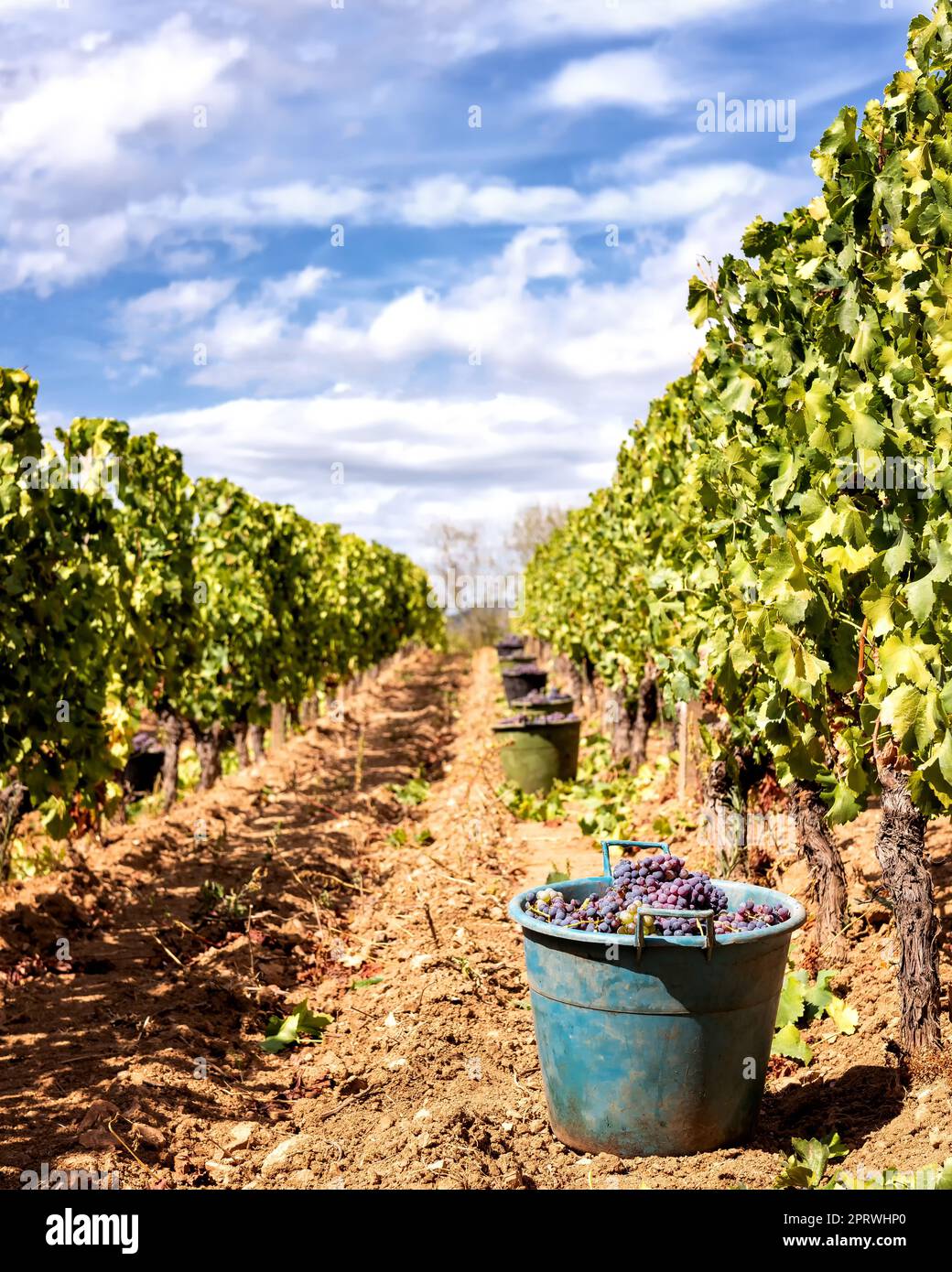 Cannonau grape harvest. Baskets with grapes harvested between the rows of the vineyard ...