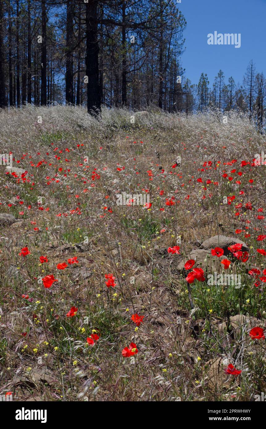 Burned forest of Canary Island pine Pinus canariensis and common ...