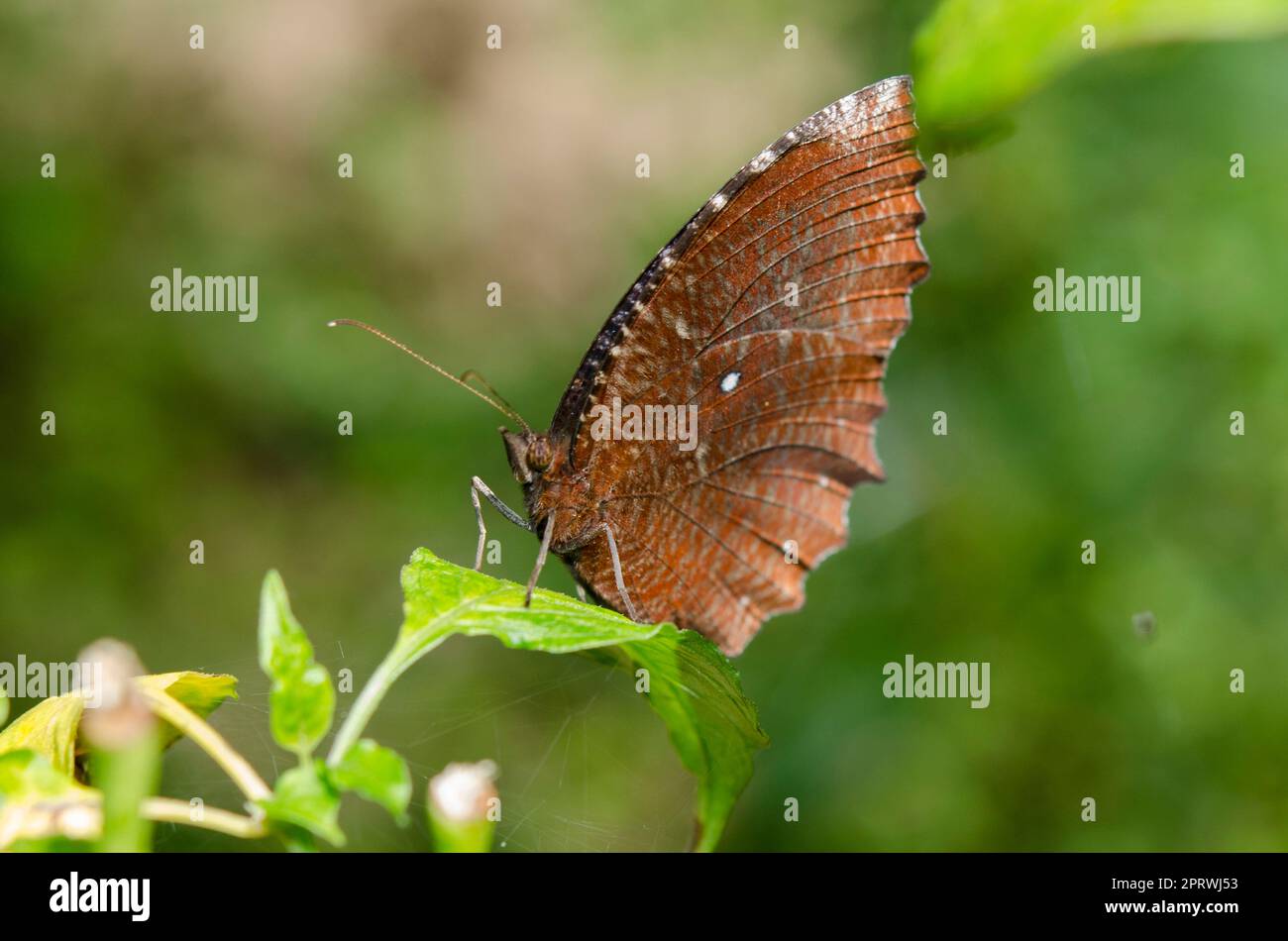Common Palmfly Butterfly, Elymnias hypermnestra, Klungkung, Bali ...