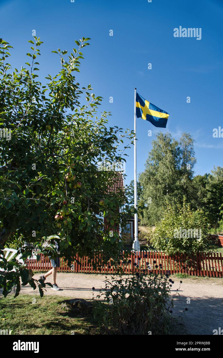 Sweden flag on flagpole on a farm in front of a tree in Smalland. blue ...