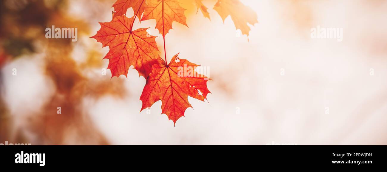 Panoramic view branches maple hi-res stock photography and images - Alamy