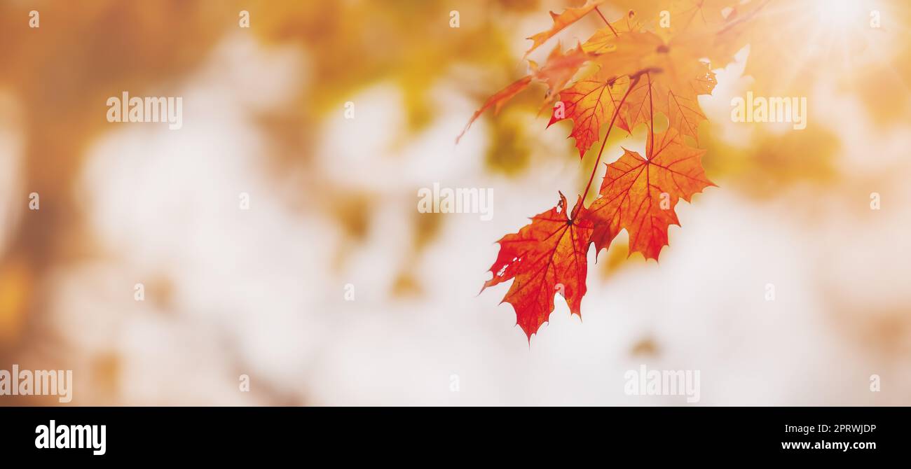 Panoramic view branches maple hi-res stock photography and images - Alamy