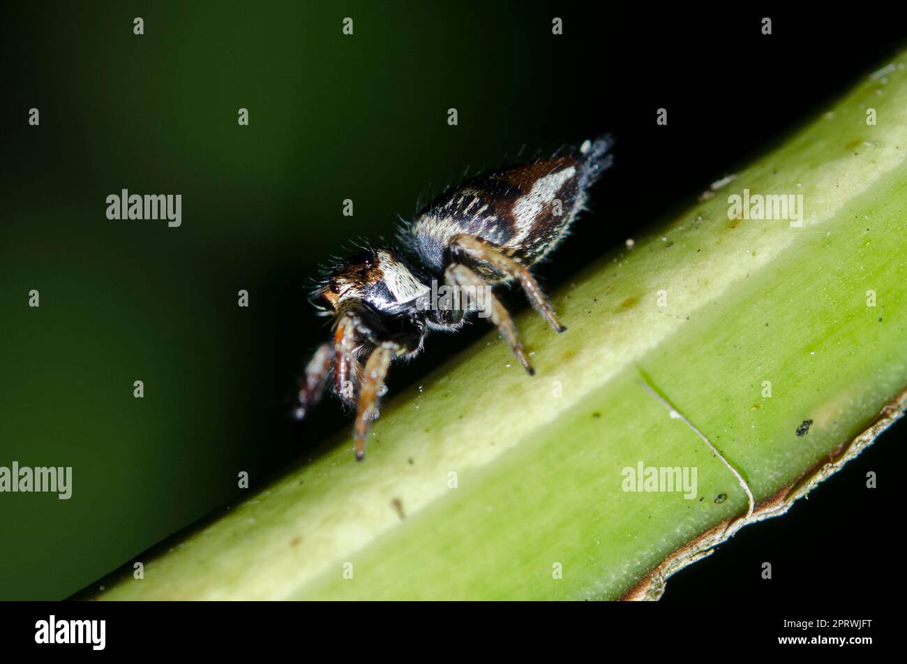 Jumping Spider, Salticidae Family, on leaf, Klungkung, Bali, Indonesia ...