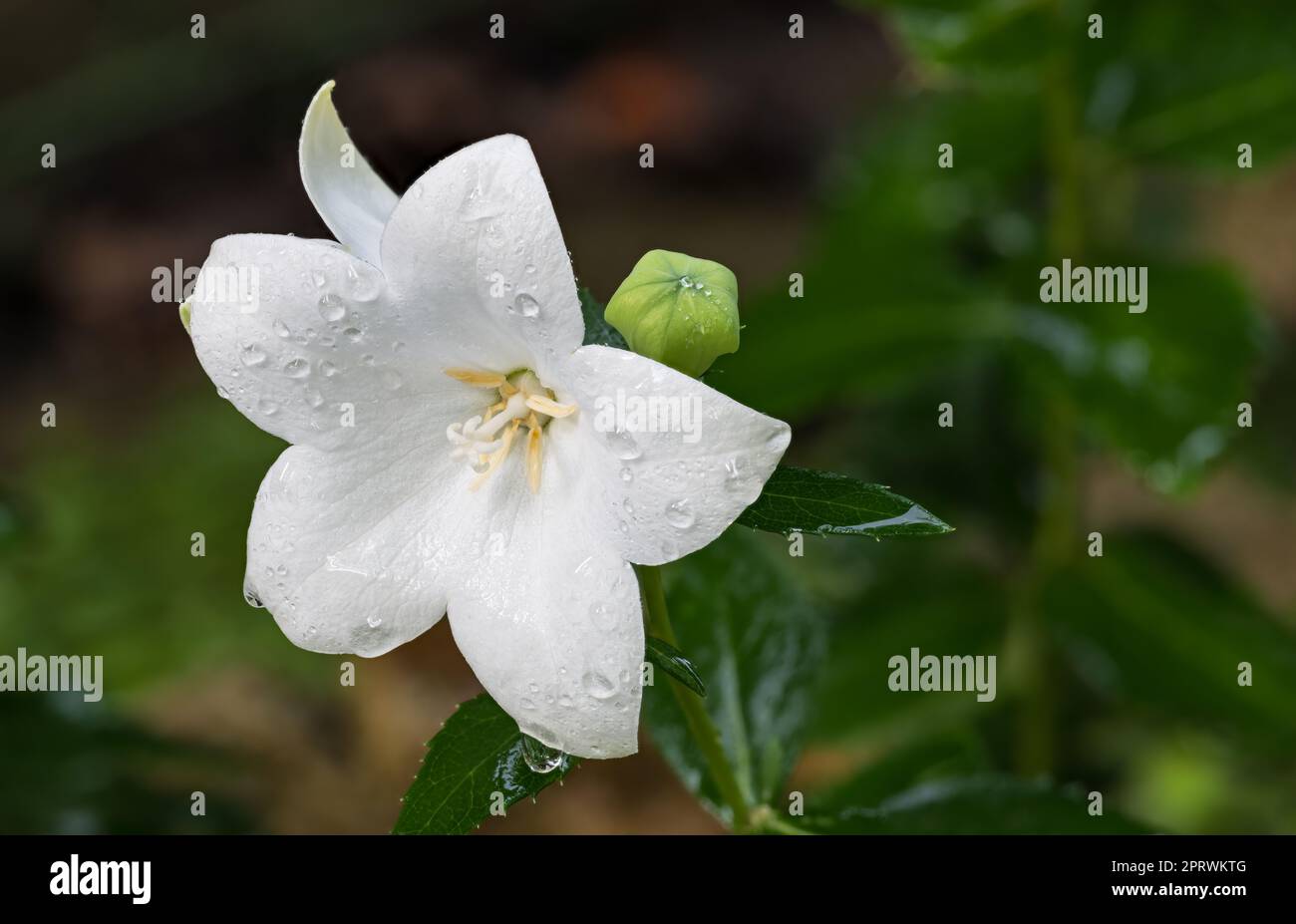 Closeup a dewy balloon flower head with green bud and wet leaves ...