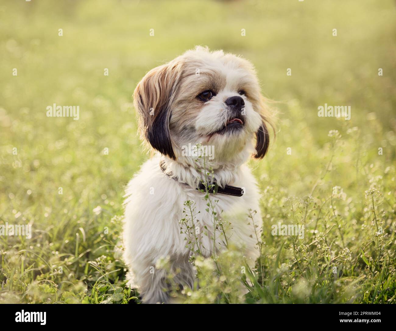 Sute hi-res stock photography and images - Alamy
