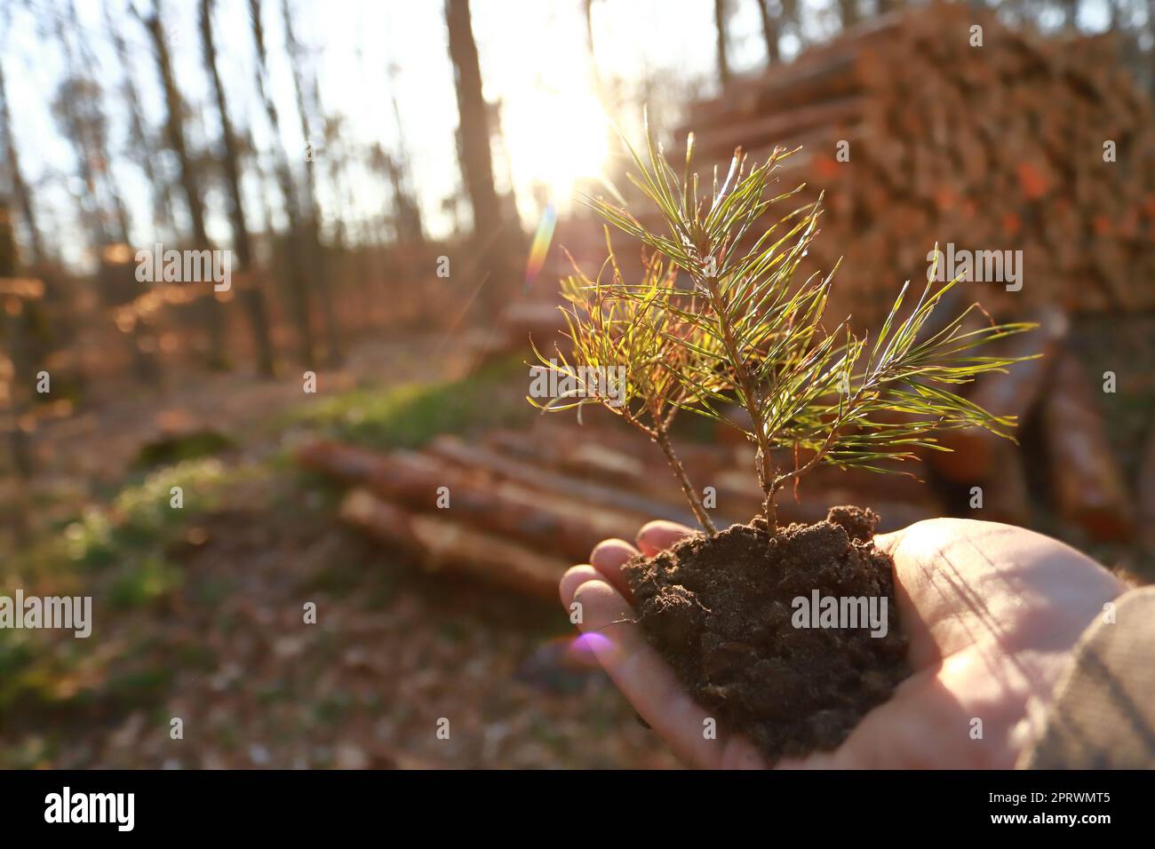 Pine tree seedling among the cutted tree logs Stock Photo - Alamy