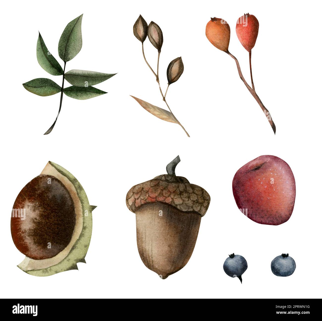 Watercolor woodland chestnut, acorn, berries leaves, seeds illustration ...