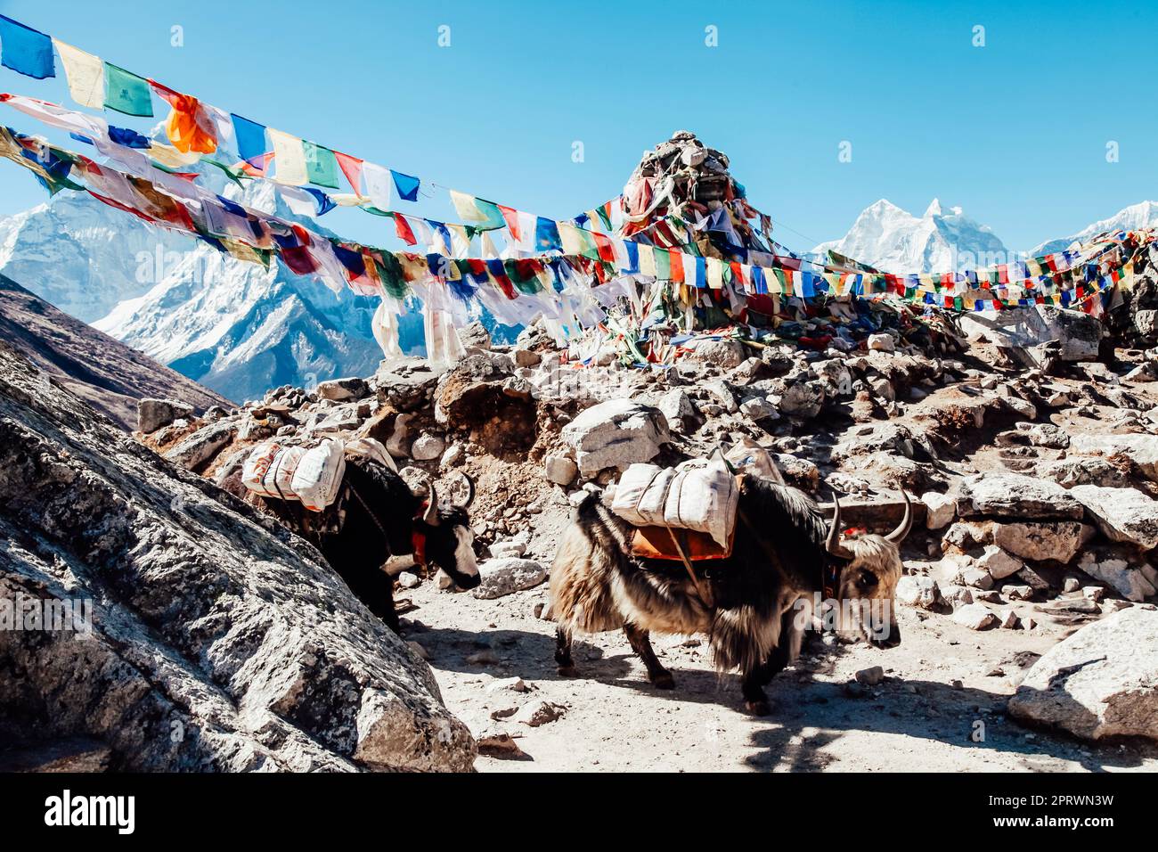 Cute yak against the background of mountain tops. Nepal. Himalayas ...