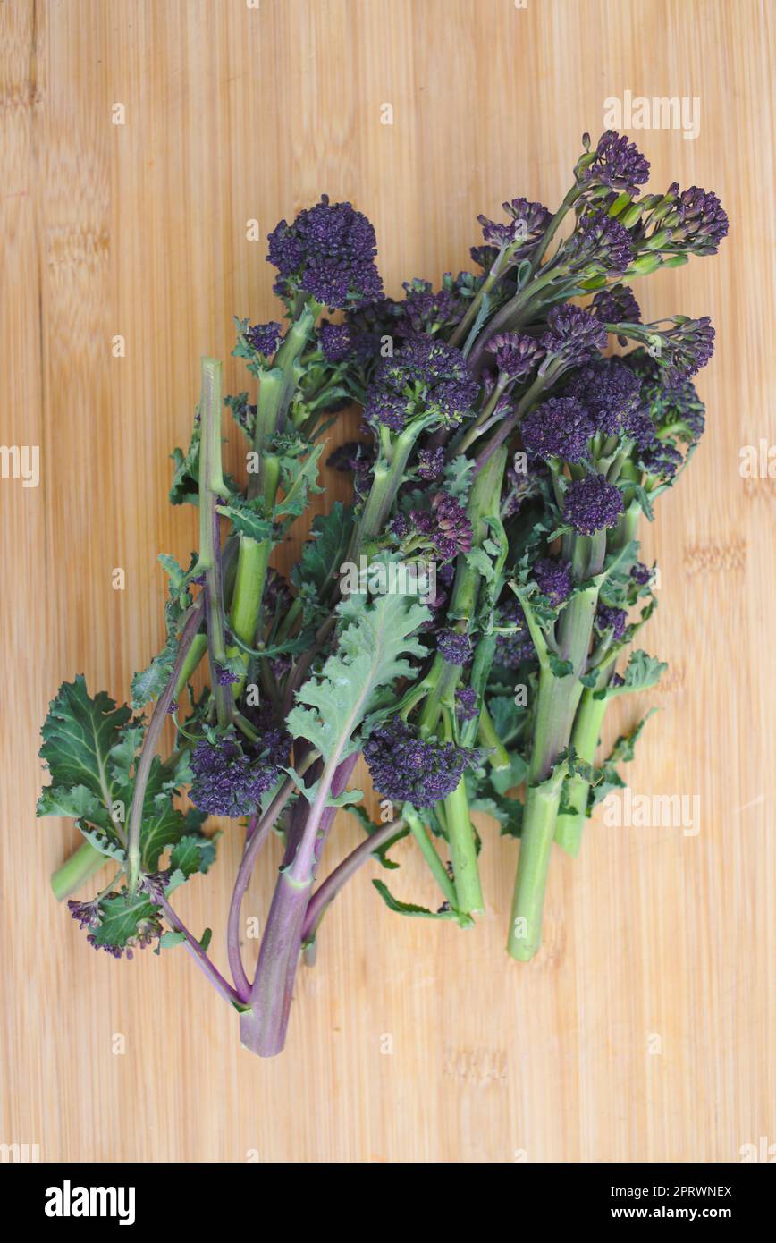 Fresh purple sprouting broccoli harvested from allotment garden growing ...