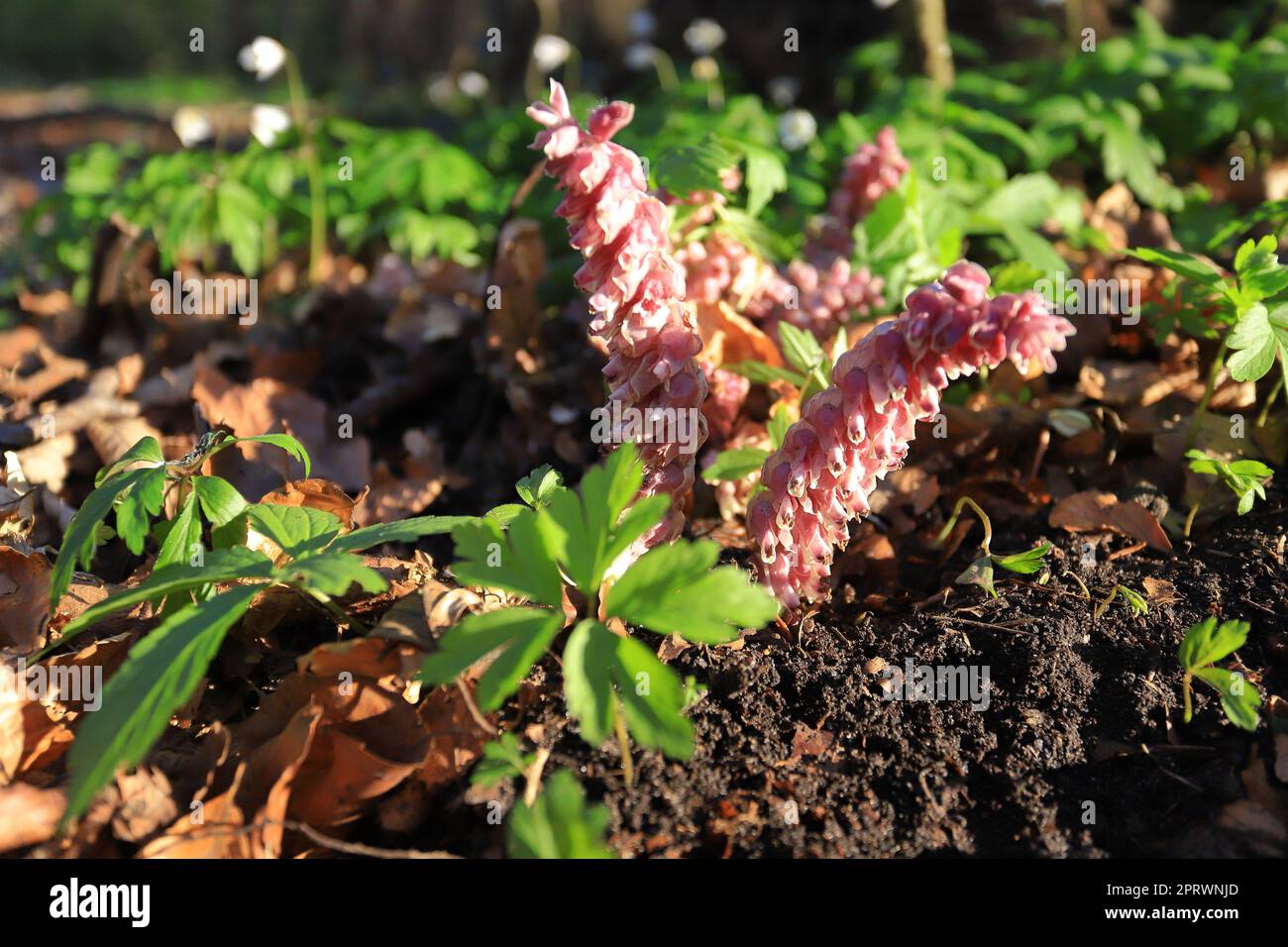 Plant in forest hi-res stock photography and images - Alamy