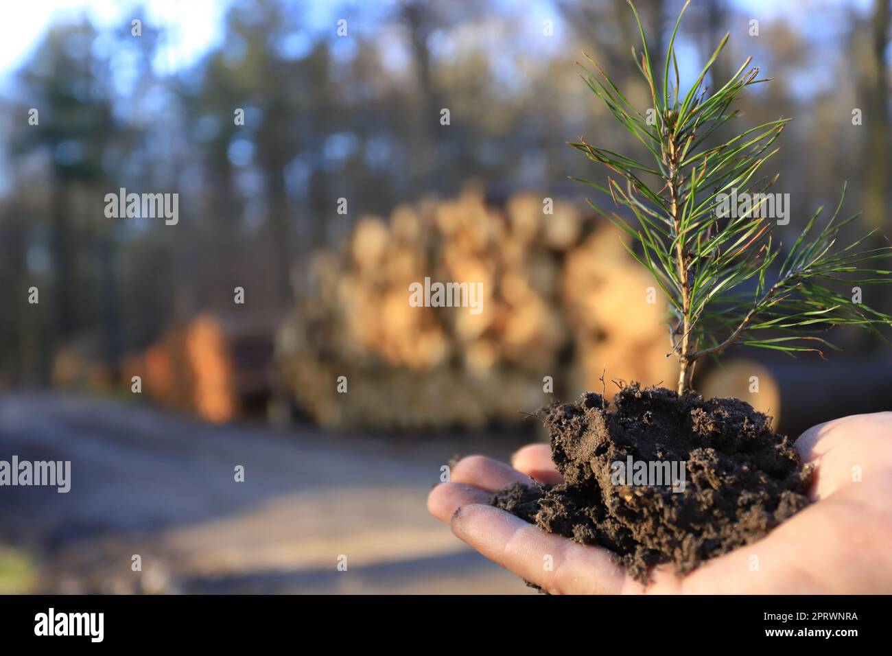 Pine seedling hi-res stock photography and images - Alamy