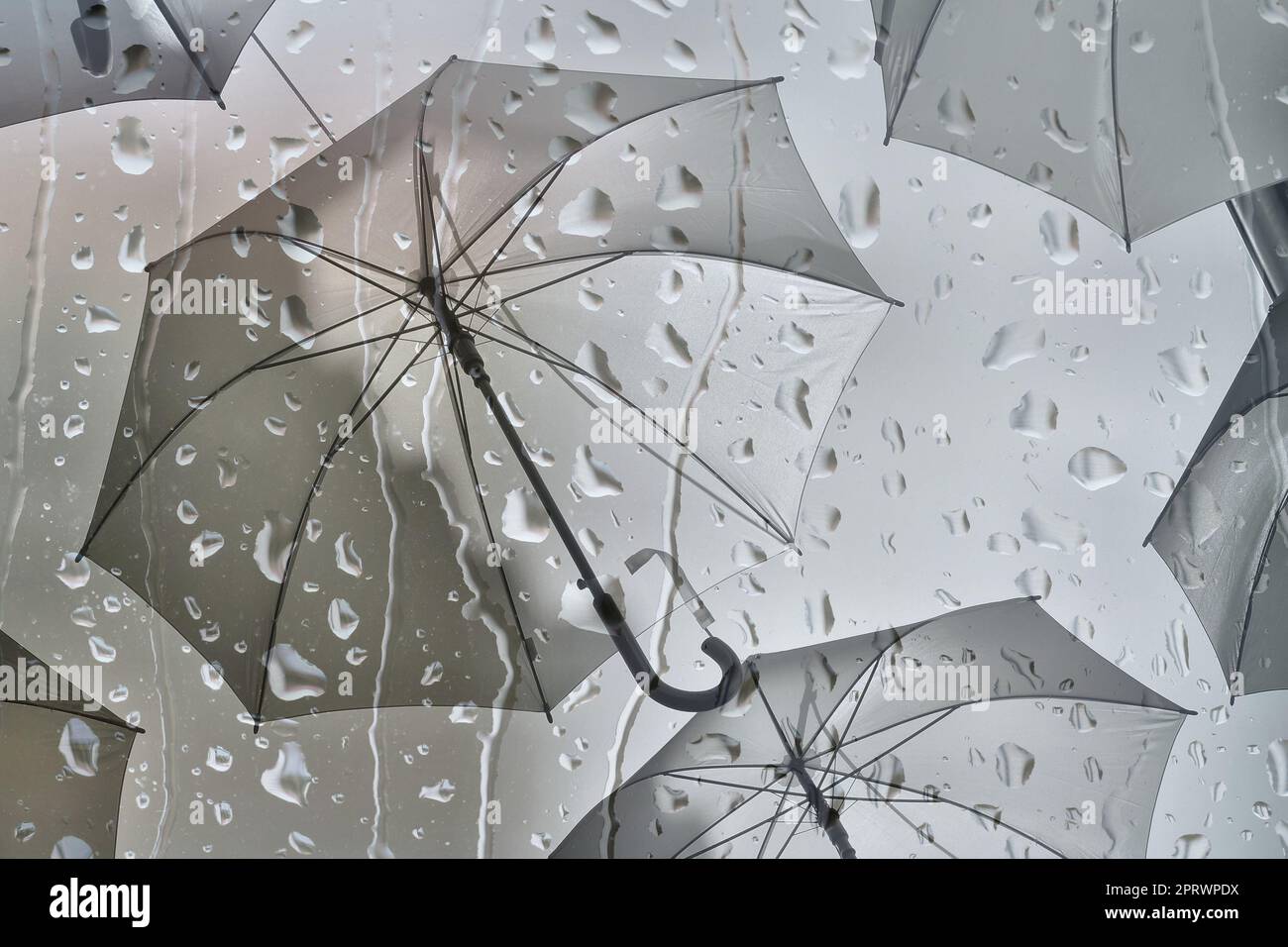 Superimposed images of raindrops and umbrellas as a representation of ...