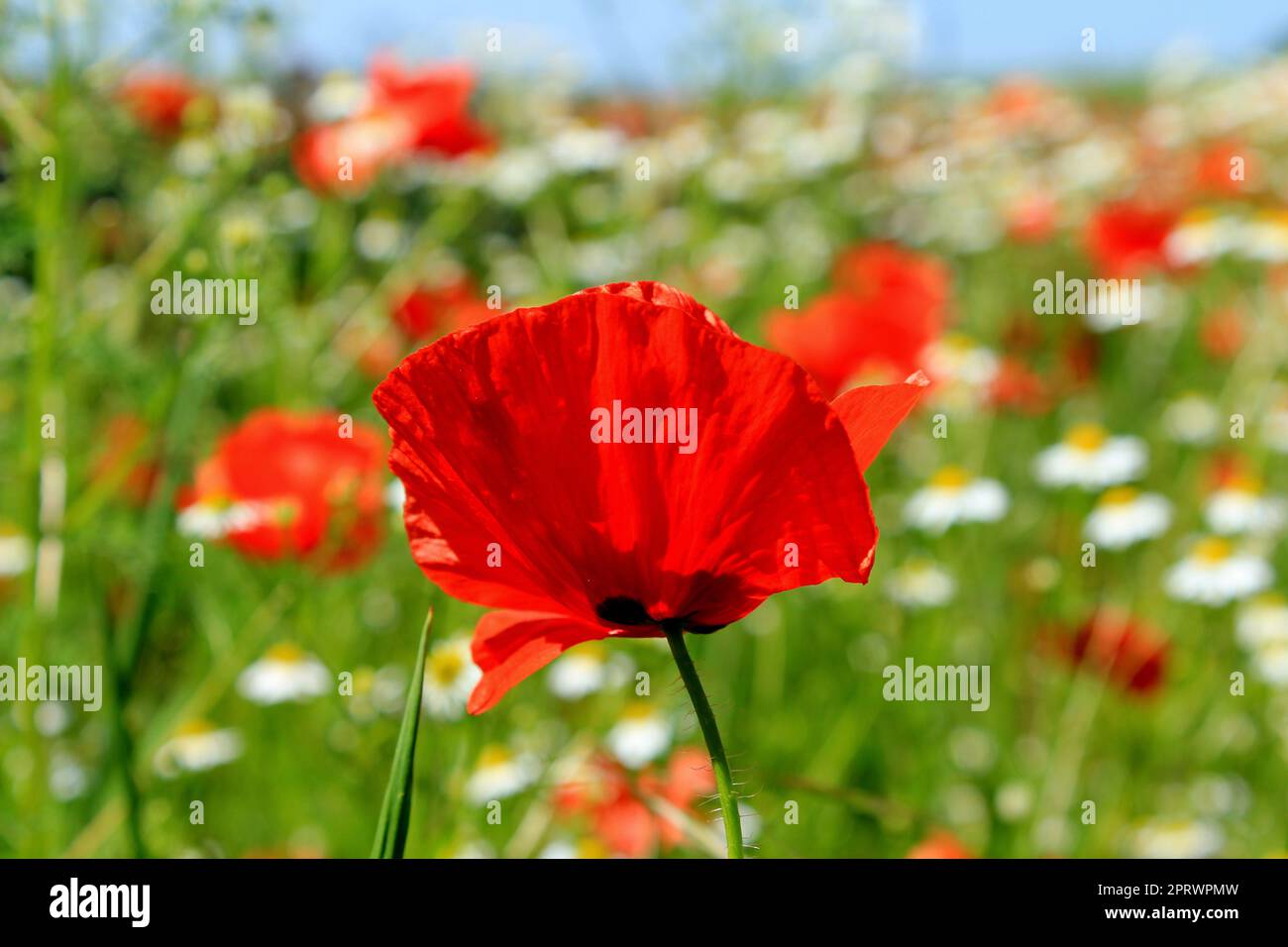 Walk in a flower field hi-res stock photography and images - Alamy