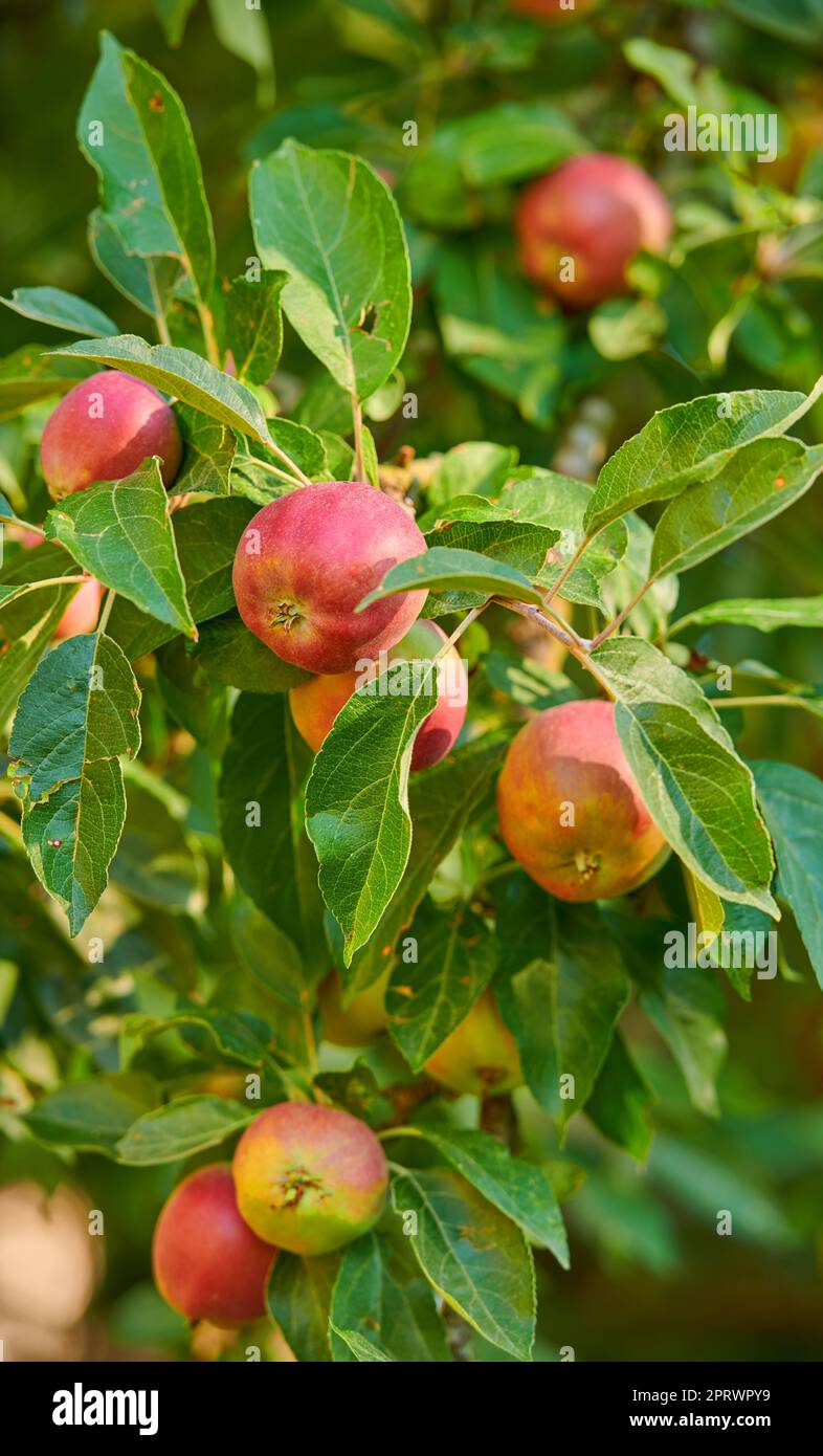 An apple per day keeps the doctor away. Apple-picking has never looked ...