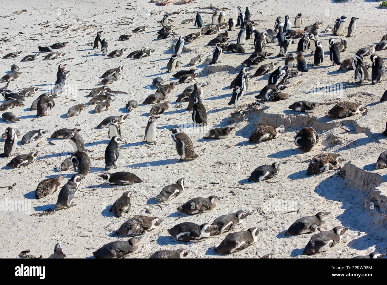 Penguins. Black-footed penguin at Boulders Beach, South Africa Stock ...