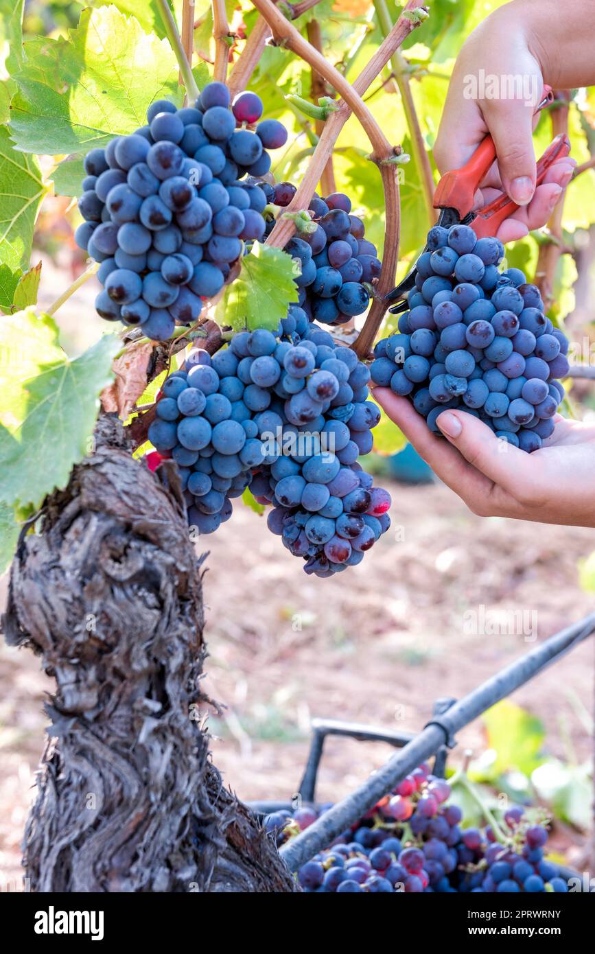 Cannonau grape harvest. Manual harvesting of grapes. Agriculture Stock Photo - Alamy